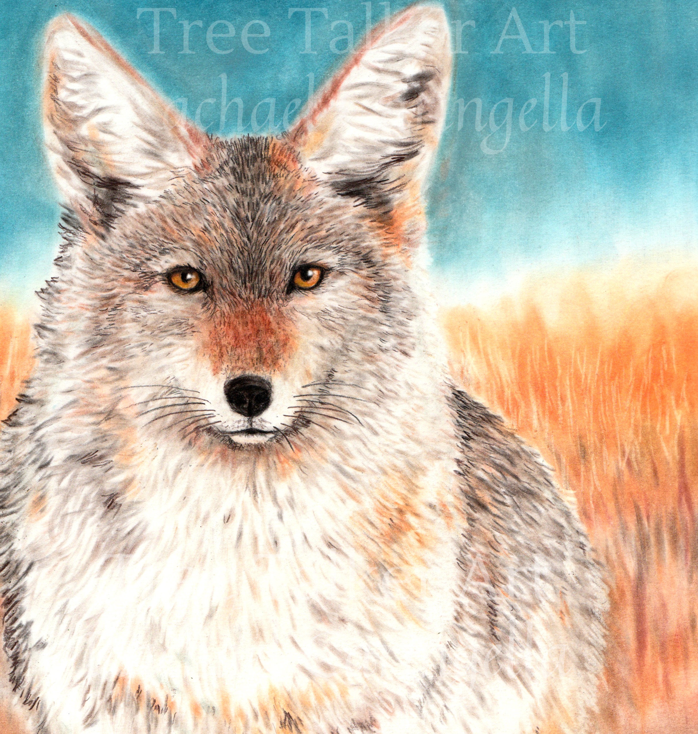 Coyote Art Realistic Coyote Illustration Giclée Fine Art - Etsy UK