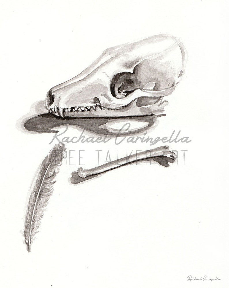 Bone Collection Drawing Giclee Fine Art Print Pen and Ink | Etsy