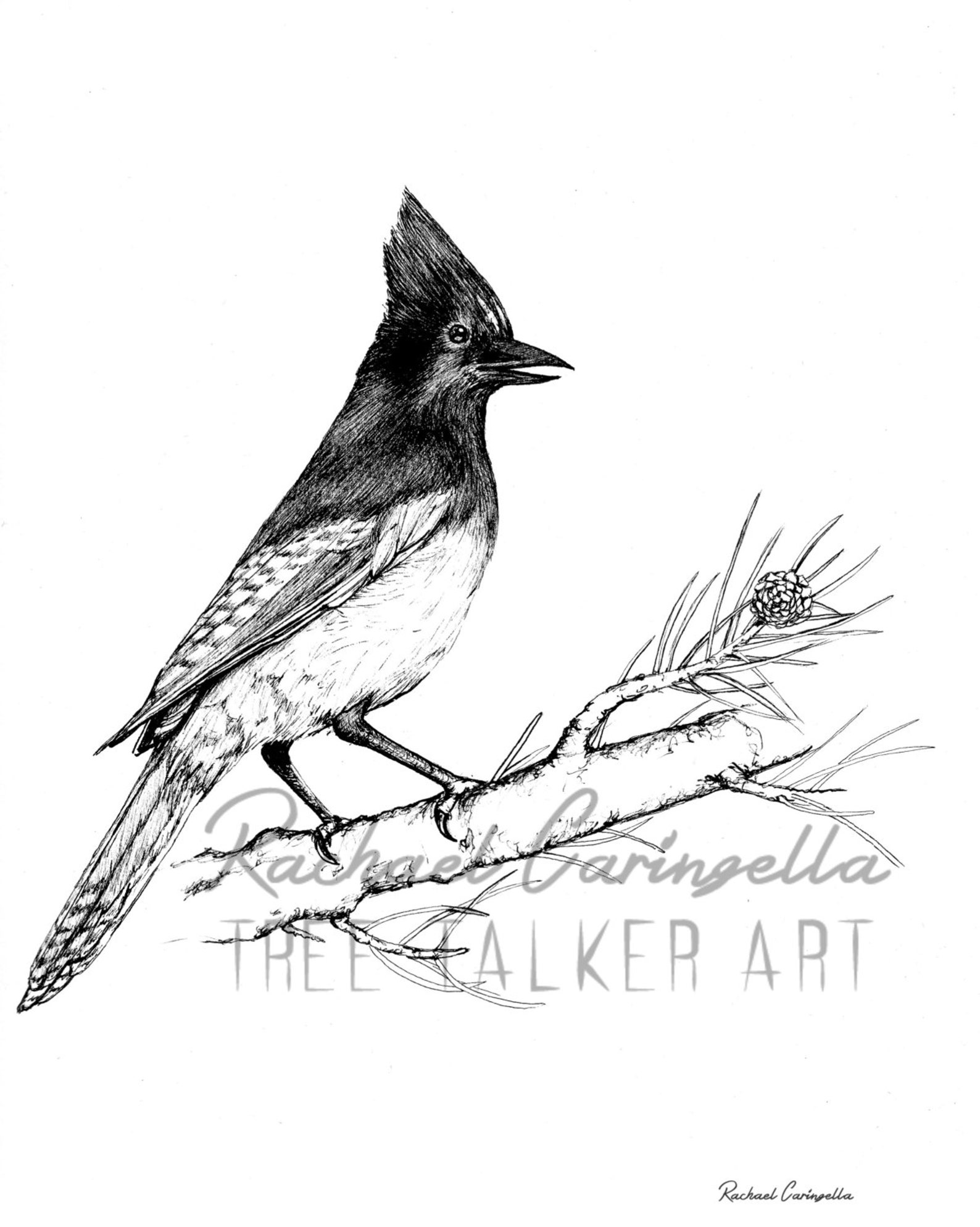 Scrub Jay Illustration Giclee Fine Art Print Pen and Ink - Etsy New Zealand