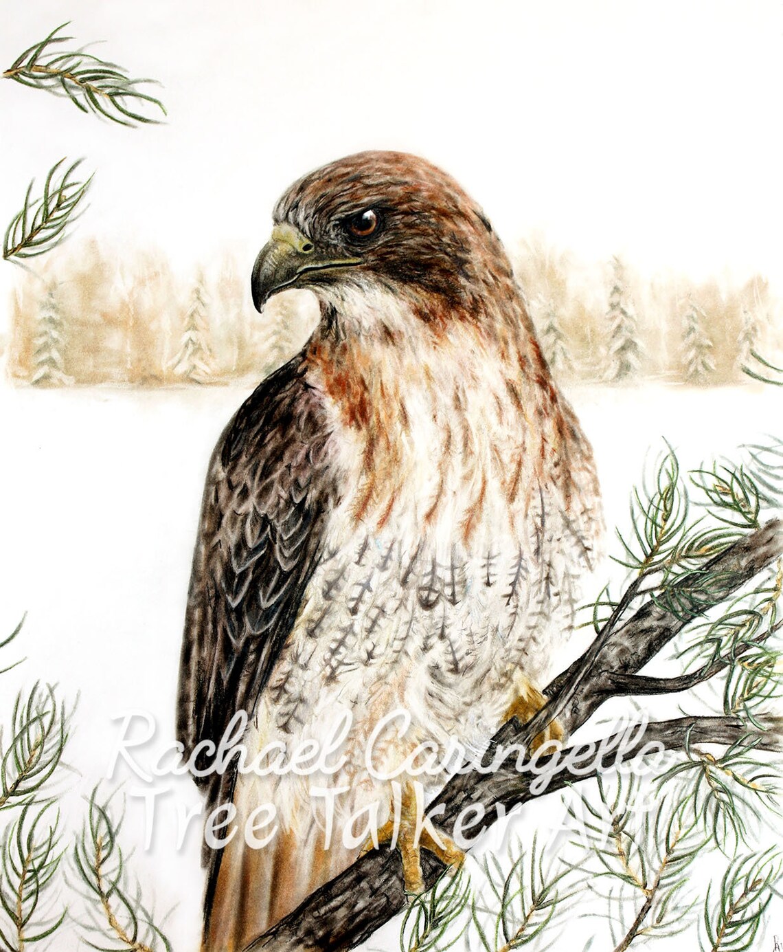 Red Tailed Hawk - Hawk Art - Realistic Hawk - by Tree Talker Art ...