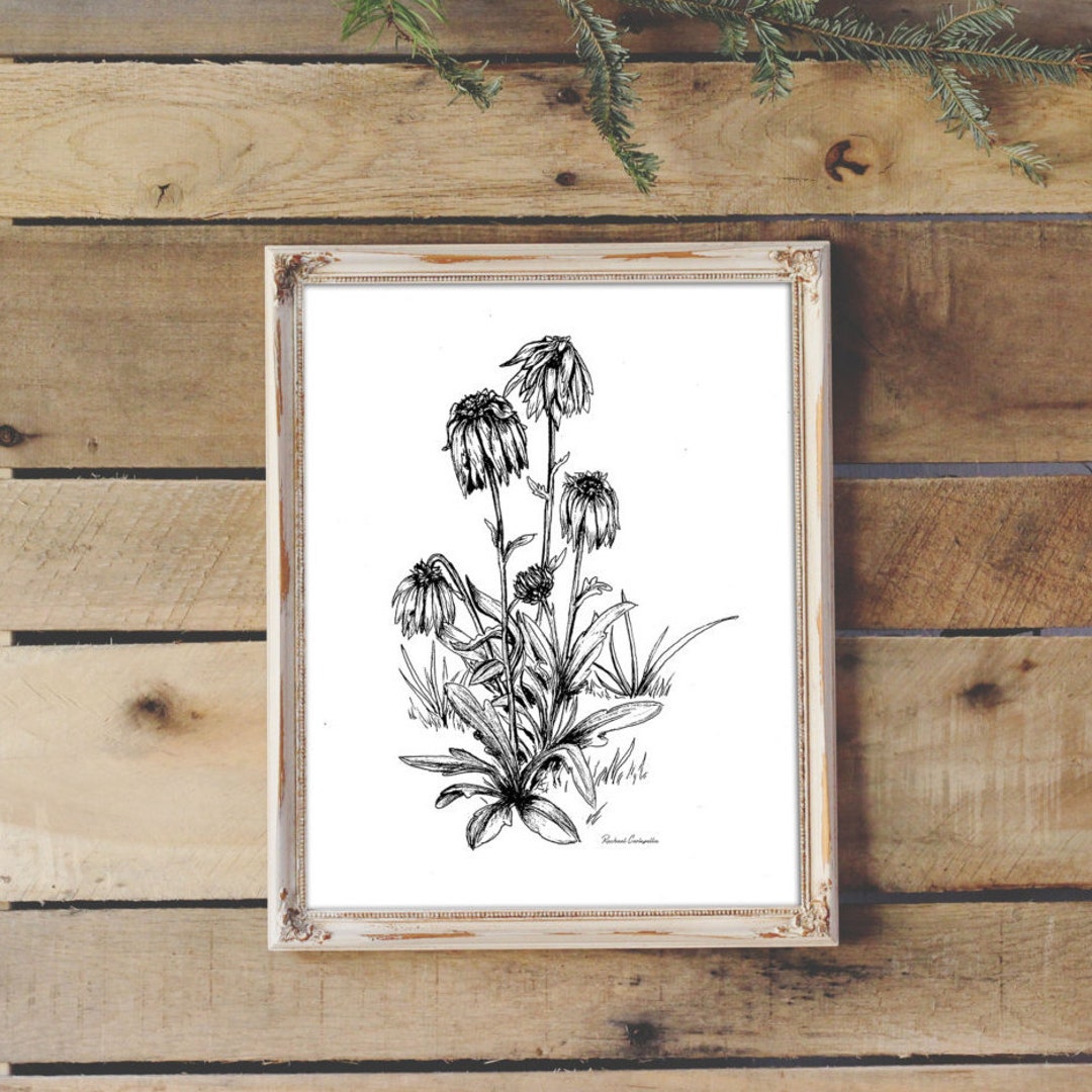 Dying Flowers Illustration- Giclee Fine Art Print - Pen and Ink ...