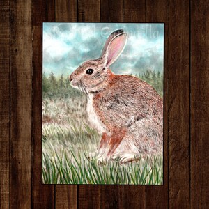 Cottontail Rabbit Art - Rabbit Illustration - Giclée Fine Art Print by ...