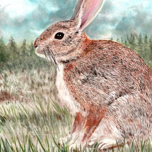 Cottontail Rabbit Art - Rabbit Illustration - Giclée Fine Art Print by ...