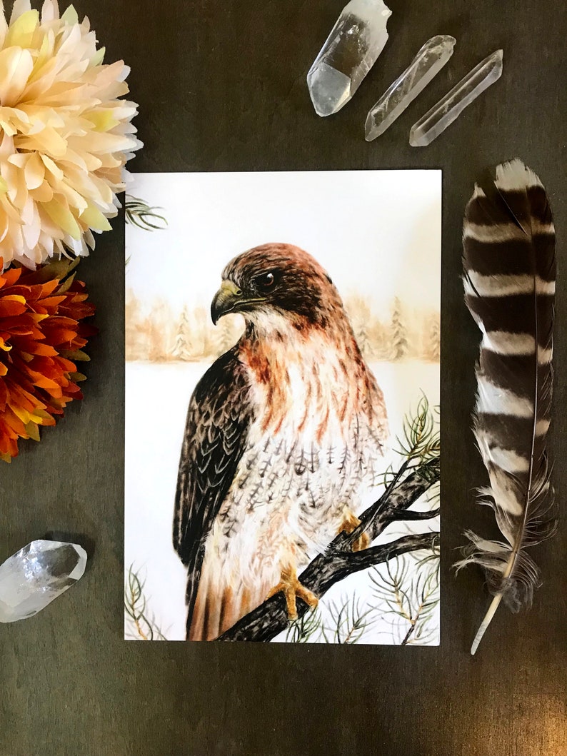 Red Tailed Hawk Art Hawk Art Print 6x9 Art Print Hawk - Etsy