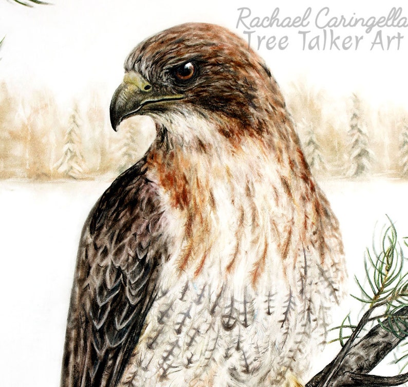 Red Tailed Hawk Art Hawk Art Print 6x9 Art Print Hawk | Etsy