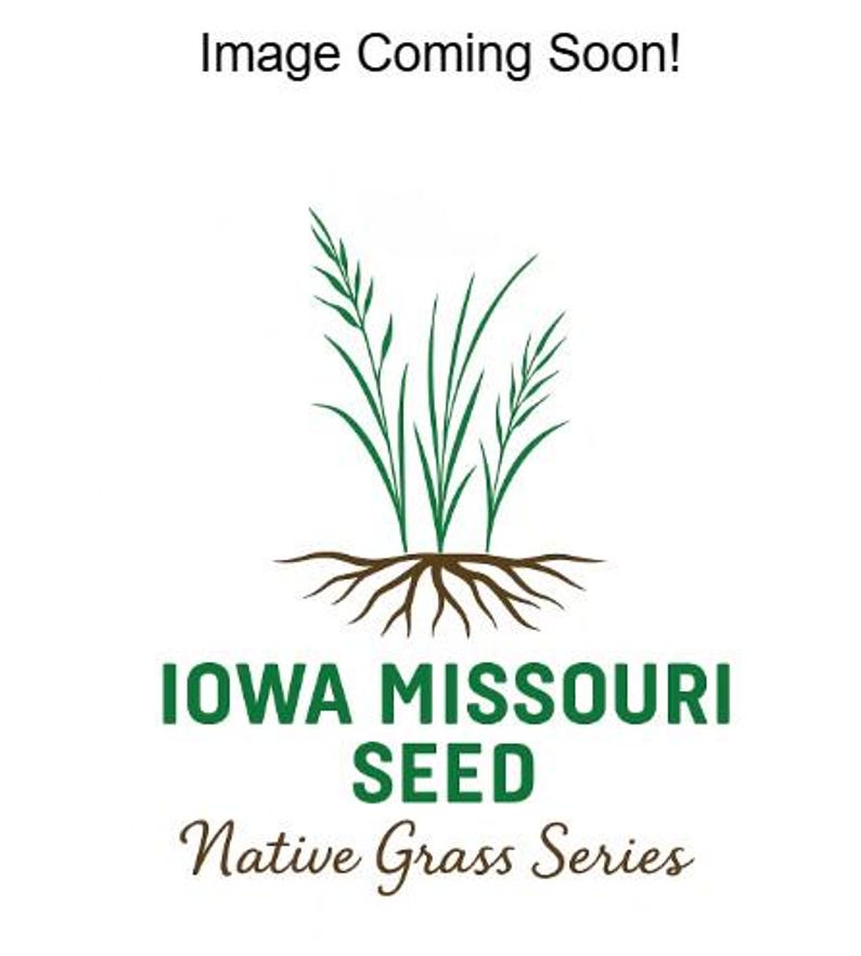 Prairie Dropseed (sporobolus Heterolepis) 1 Tbsp, Elegant Native Grass ...