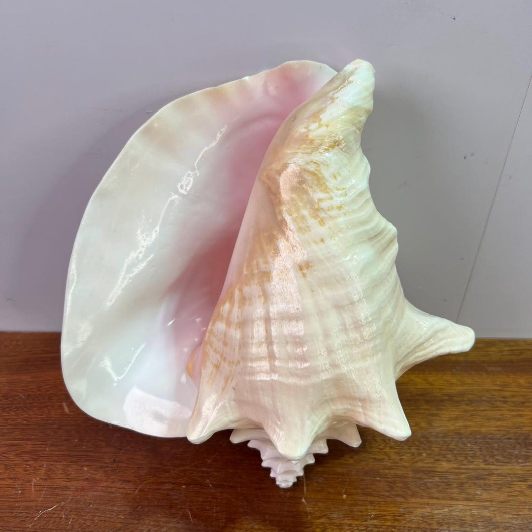 GIANT Pink Queen Conch Shell (21-23cm), Large Authentic Rose Seashell ...