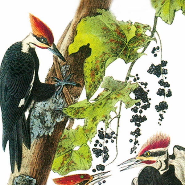 Pileated Woodpecker Pattern - Etsy