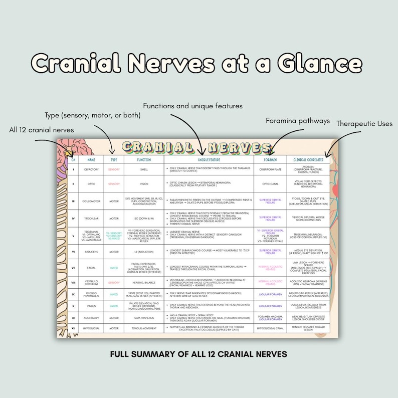 Cranial Nerve Cheat Sheet: Mnemonics, Anatomy Study Guide (PDF ...