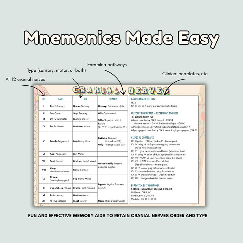Cranial Nerve Cheat Sheet: Mnemonics, Anatomy Study Guide (PDF ...