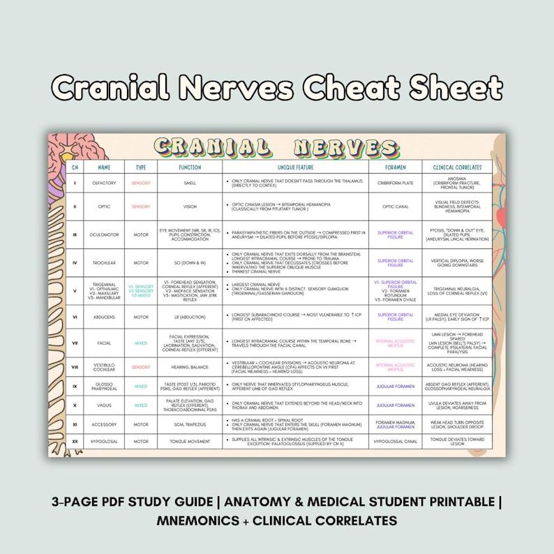 Cranial Nerve Cheat Sheet: Mnemonics, Anatomy Study Guide (PDF ...