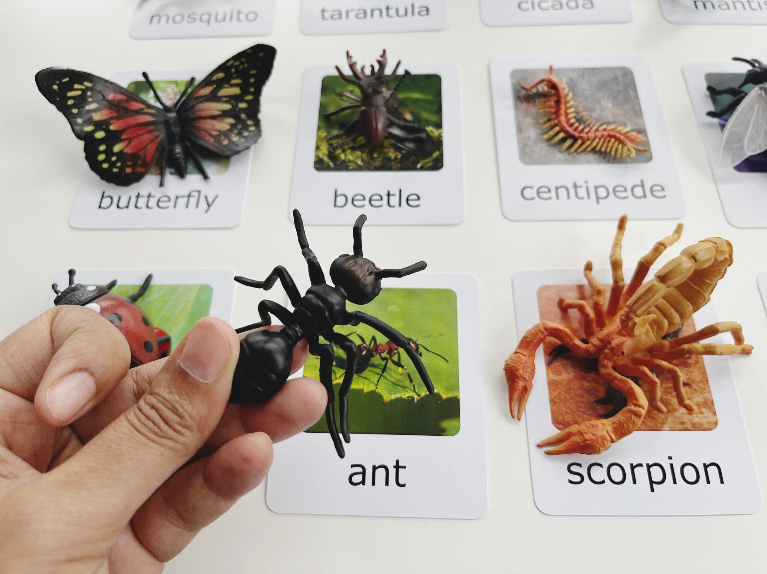 Montessori Insects Matching Set – 15 Figurines With Cards - Etsy