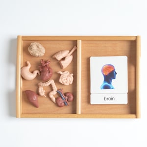 Montessori Classification Set – 3-part Nomenclature Cards (classified ...
