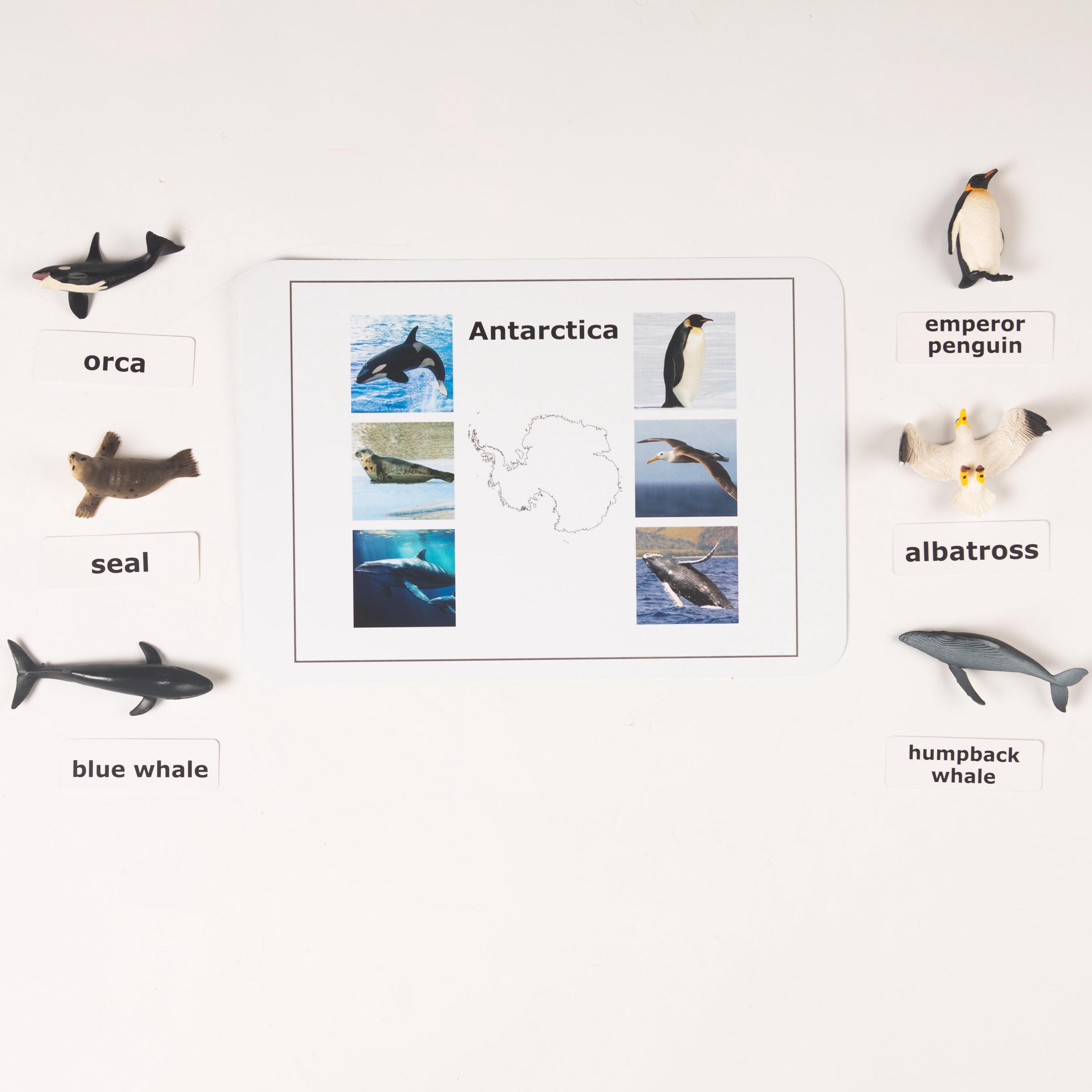 Montessori Animals of the Seven Continents - Culture and Geography ...