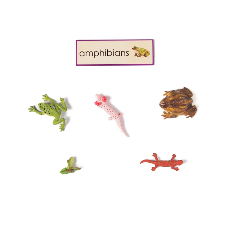 Montessori Five Classes of Vertebrates Classification Set - Zoology ...