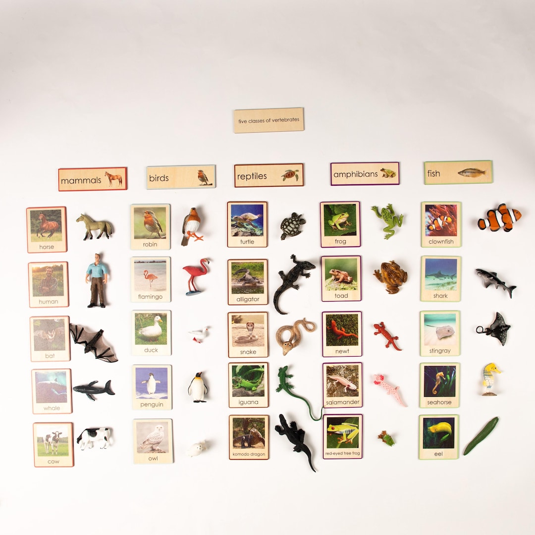 Montessori Five Classes of Vertebrates Classification Set - Zoology ...