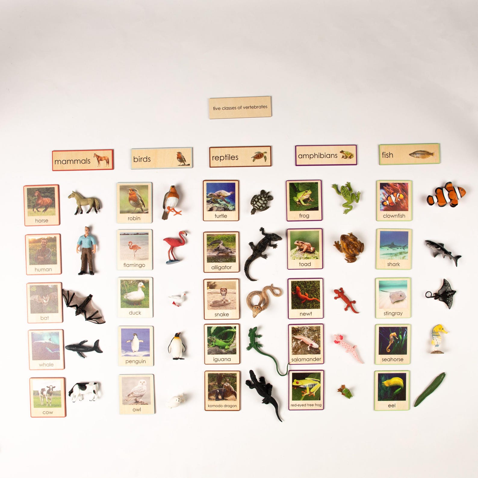Montessori Five Classes of Vertebrates Classification Set - Zoology ...