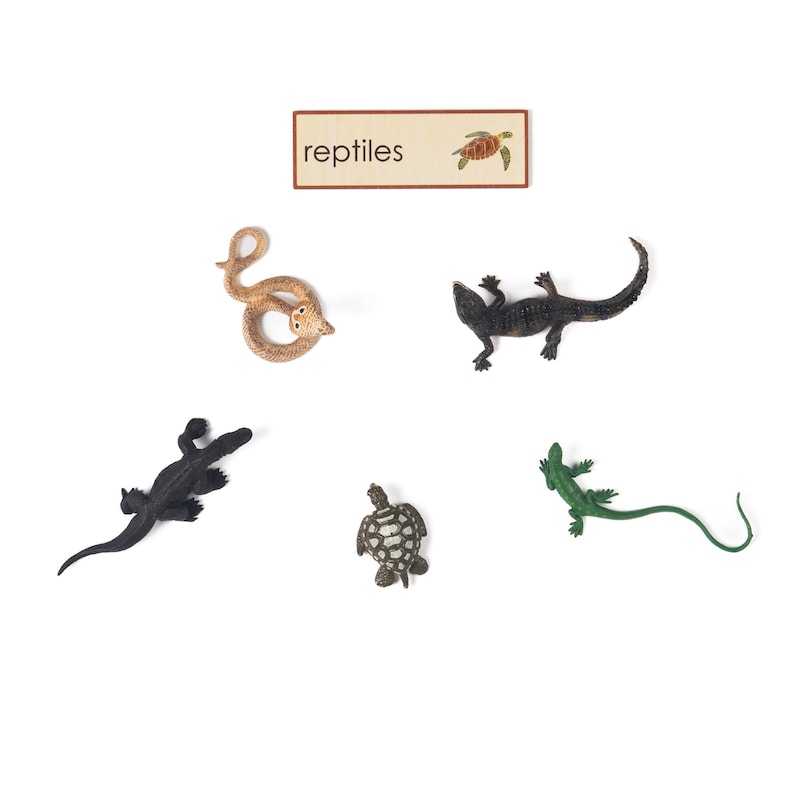 Montessori Five Classes of Vertebrates Classification Set - Zoology ...