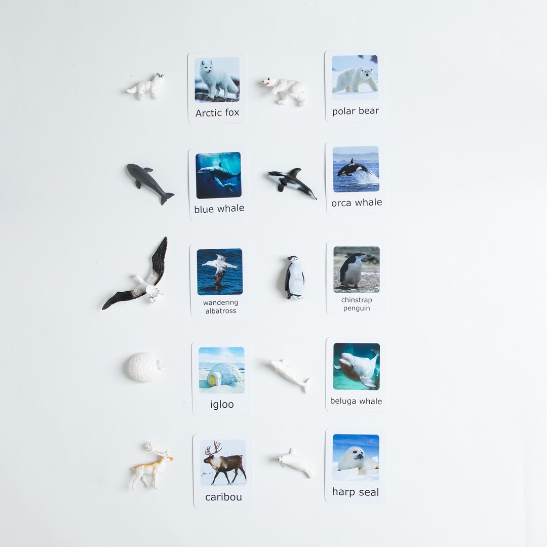 Montessori Arctic and Antarctic Animals Matching Set - Polar Animals ...