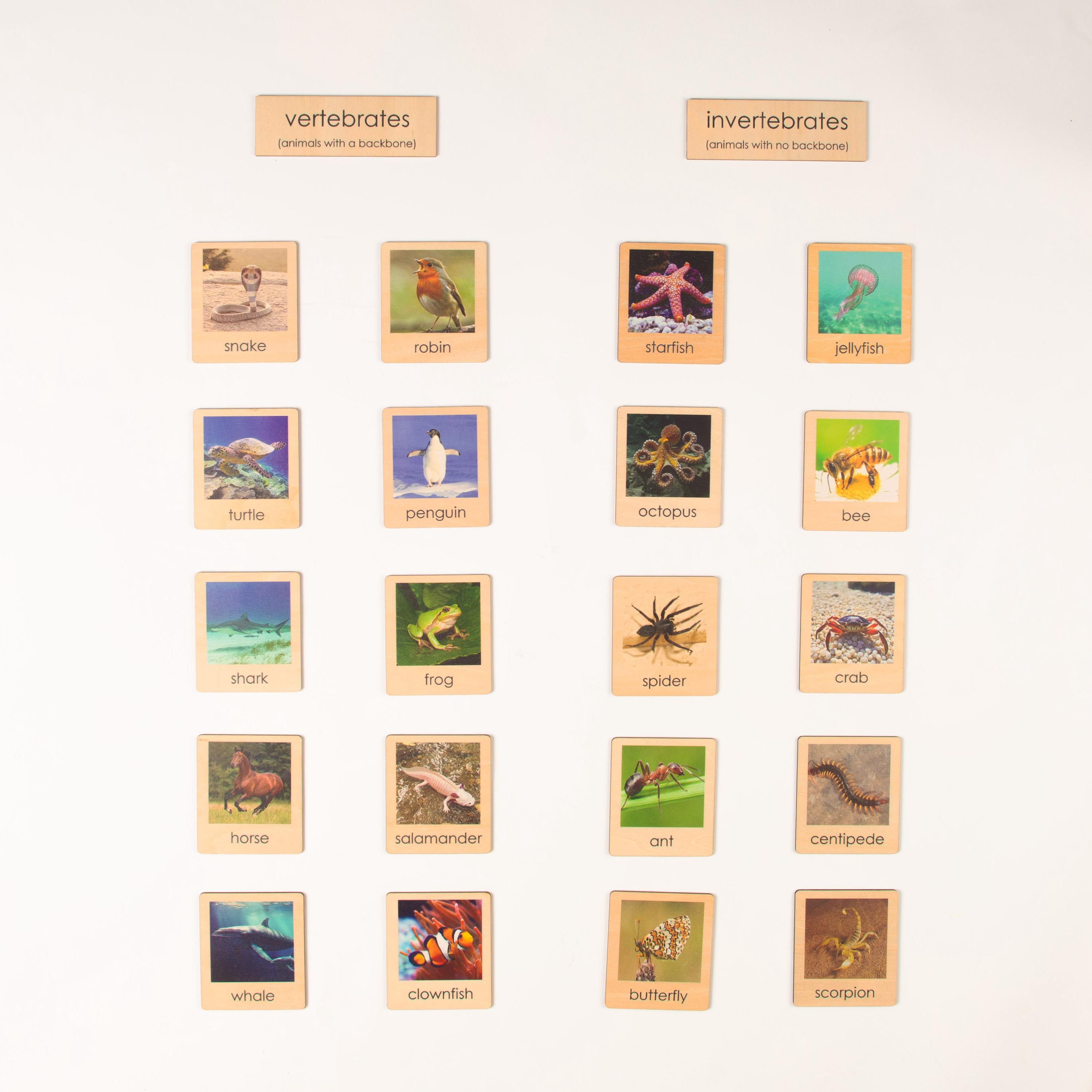 Montessori Vertebrates and Invertebrates Classification Set - Zoology ...