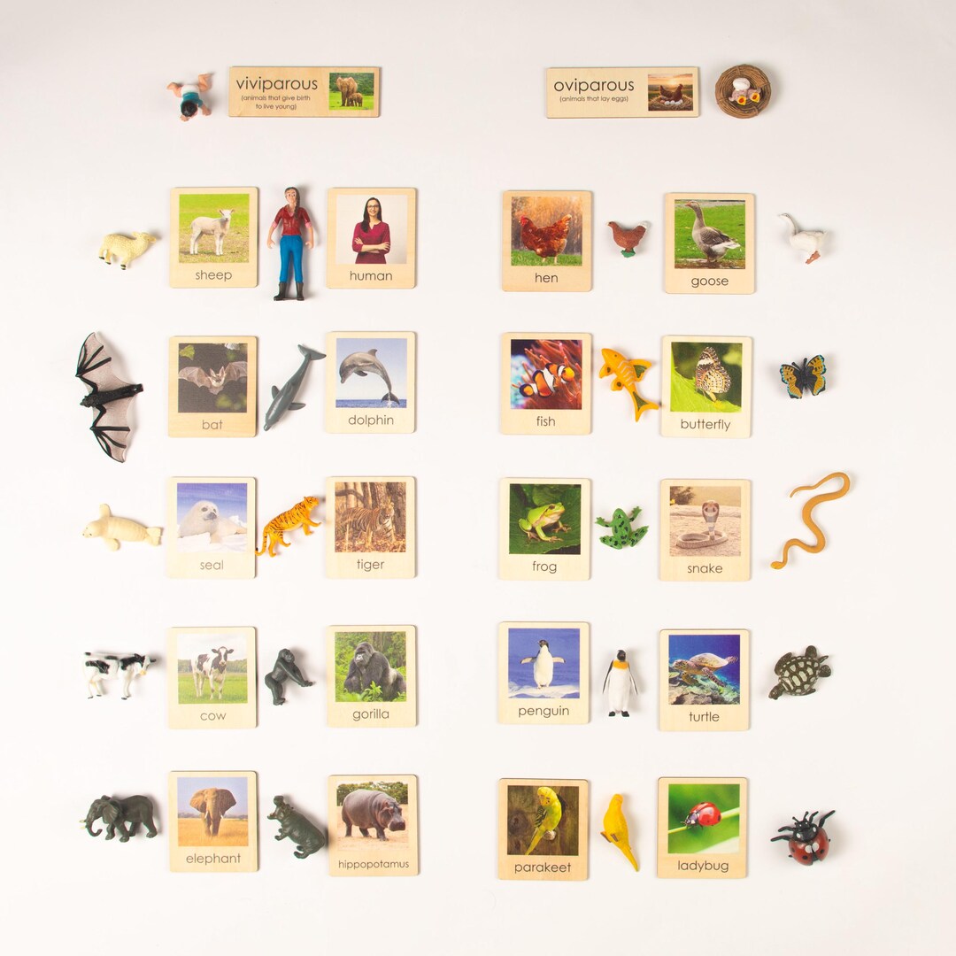 Montessori Viviparous and Oviparous Classification Set - Zoology Animal ...