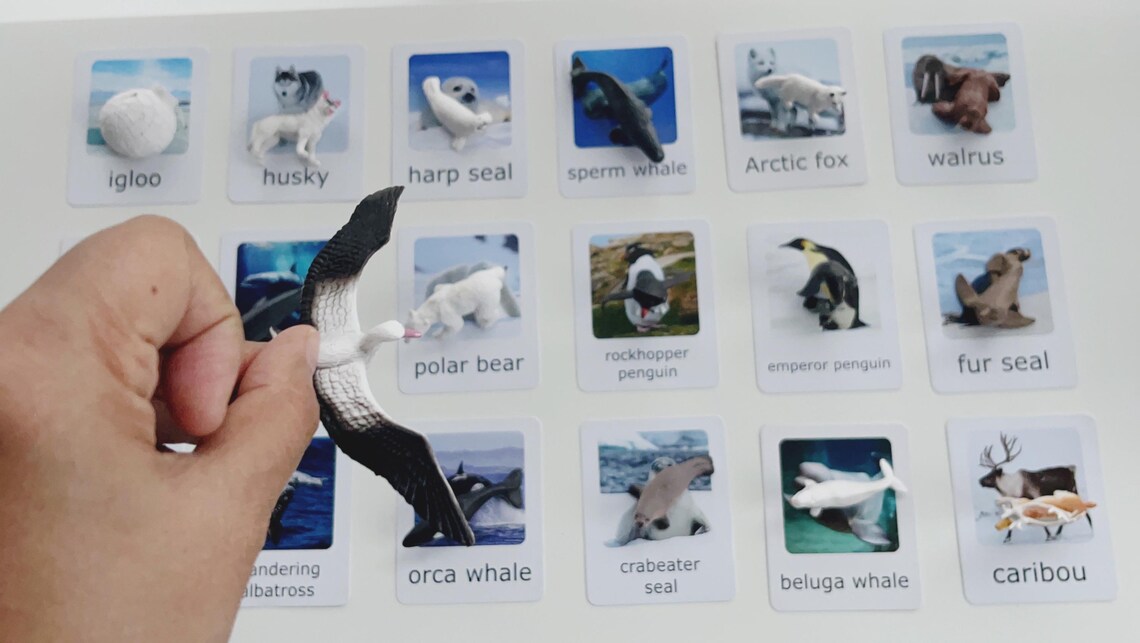 Montessori Arctic and Antarctic Animals Matching Set - Polar Animals ...