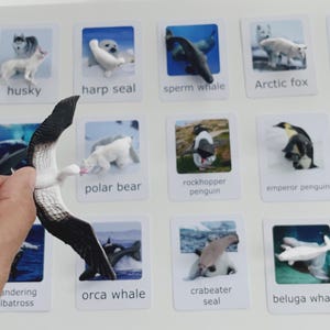 Montessori Arctic and Antarctic Animals Matching Set - Polar Animals ...