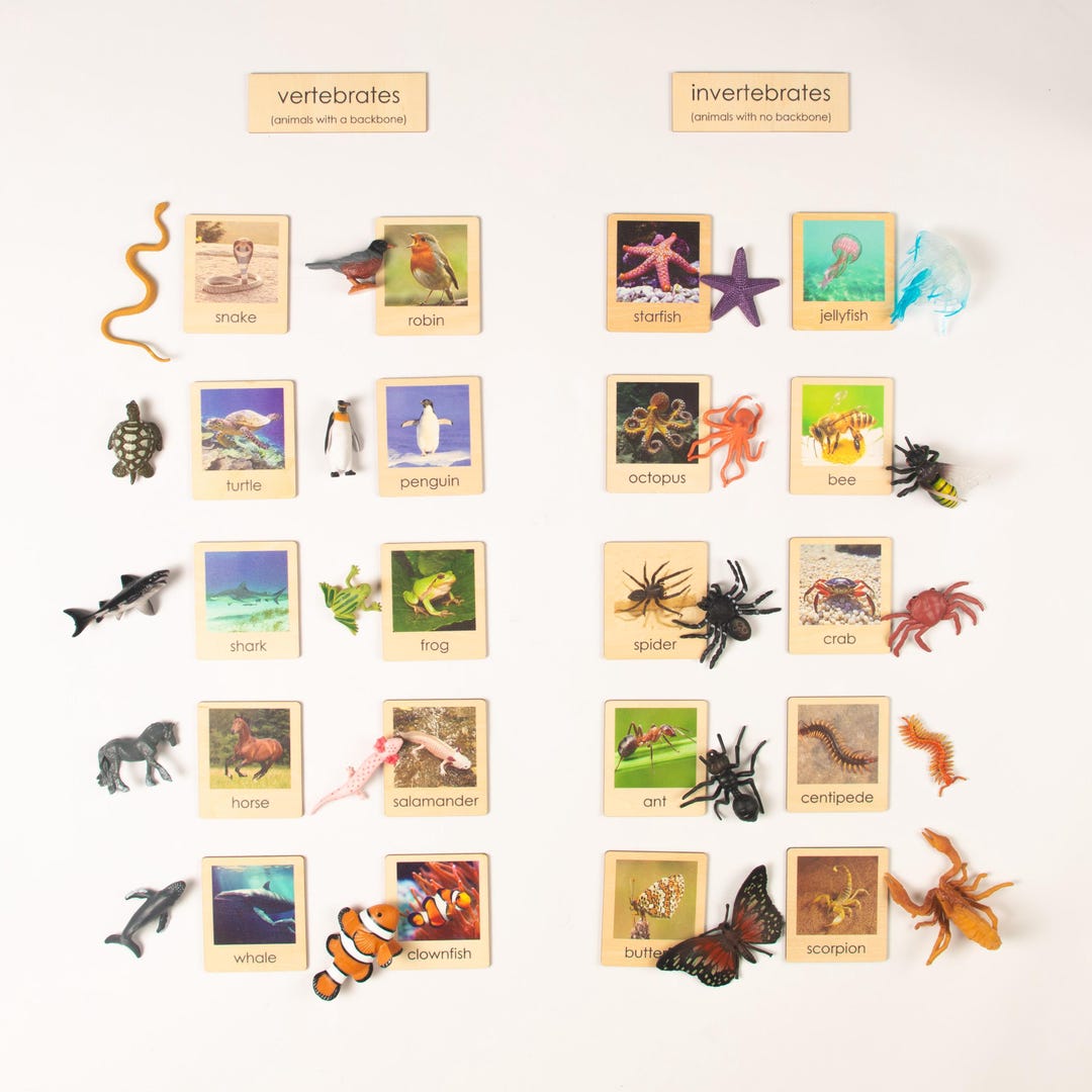 Montessori Vertebrates and Invertebrates Classification Set - Zoology ...
