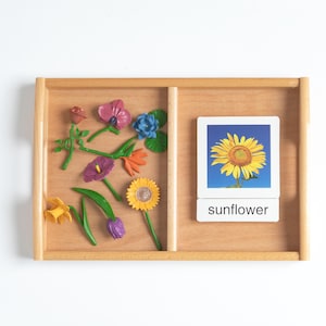 Montessori Classification Set – 3-part Nomenclature Cards (classified ...