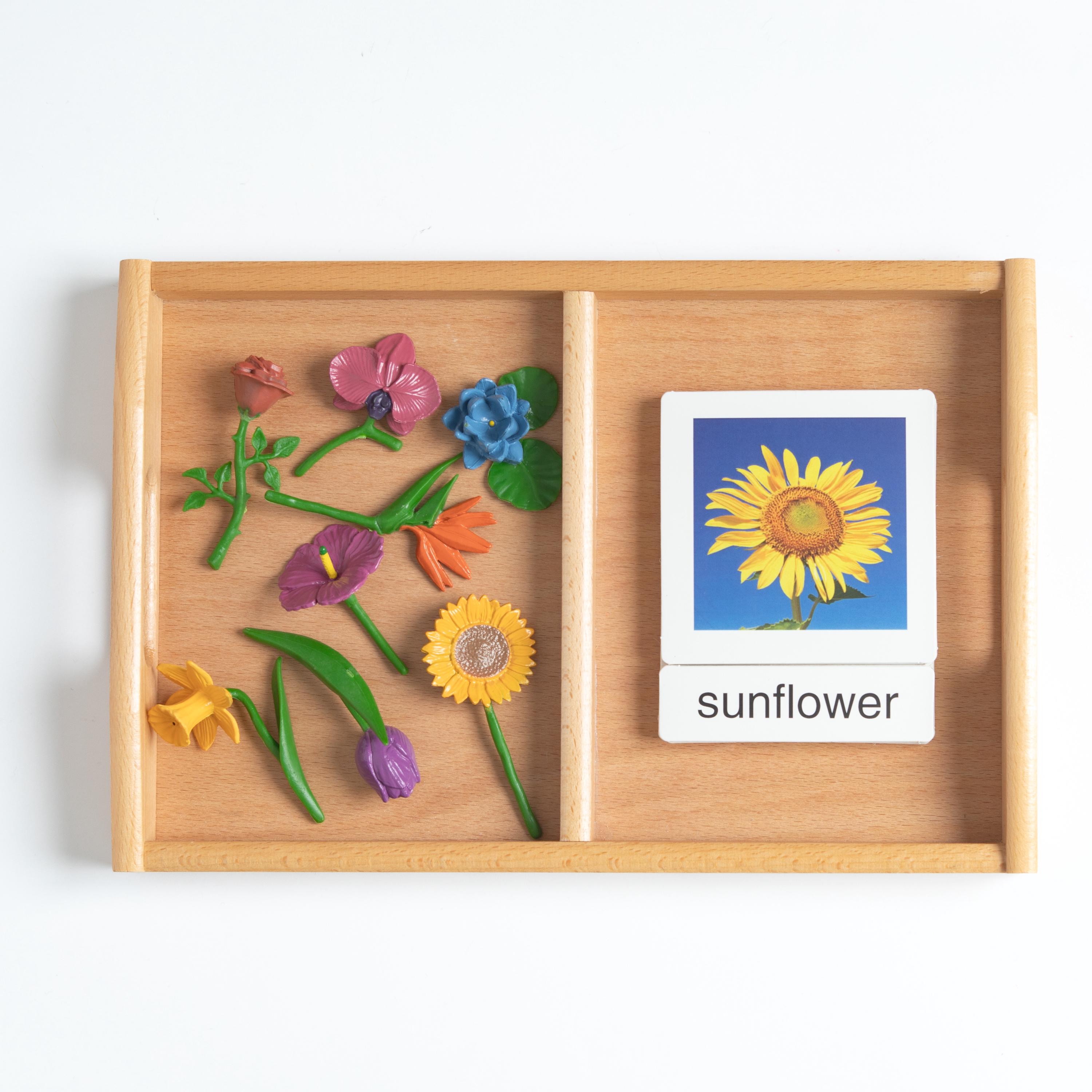 Montessori Classification Set – 3-part Nomenclature Cards (classified ...