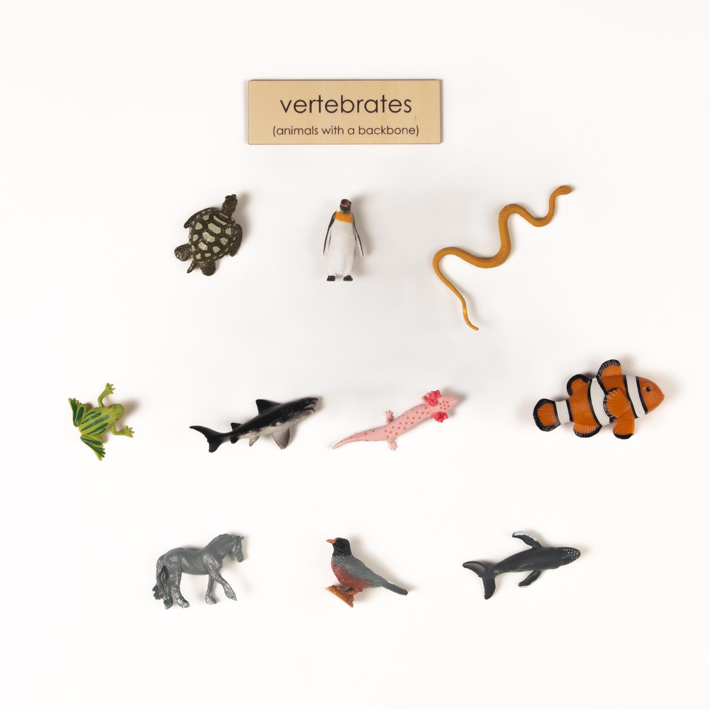 Montessori Vertebrates and Invertebrates Classification Set - Zoology ...