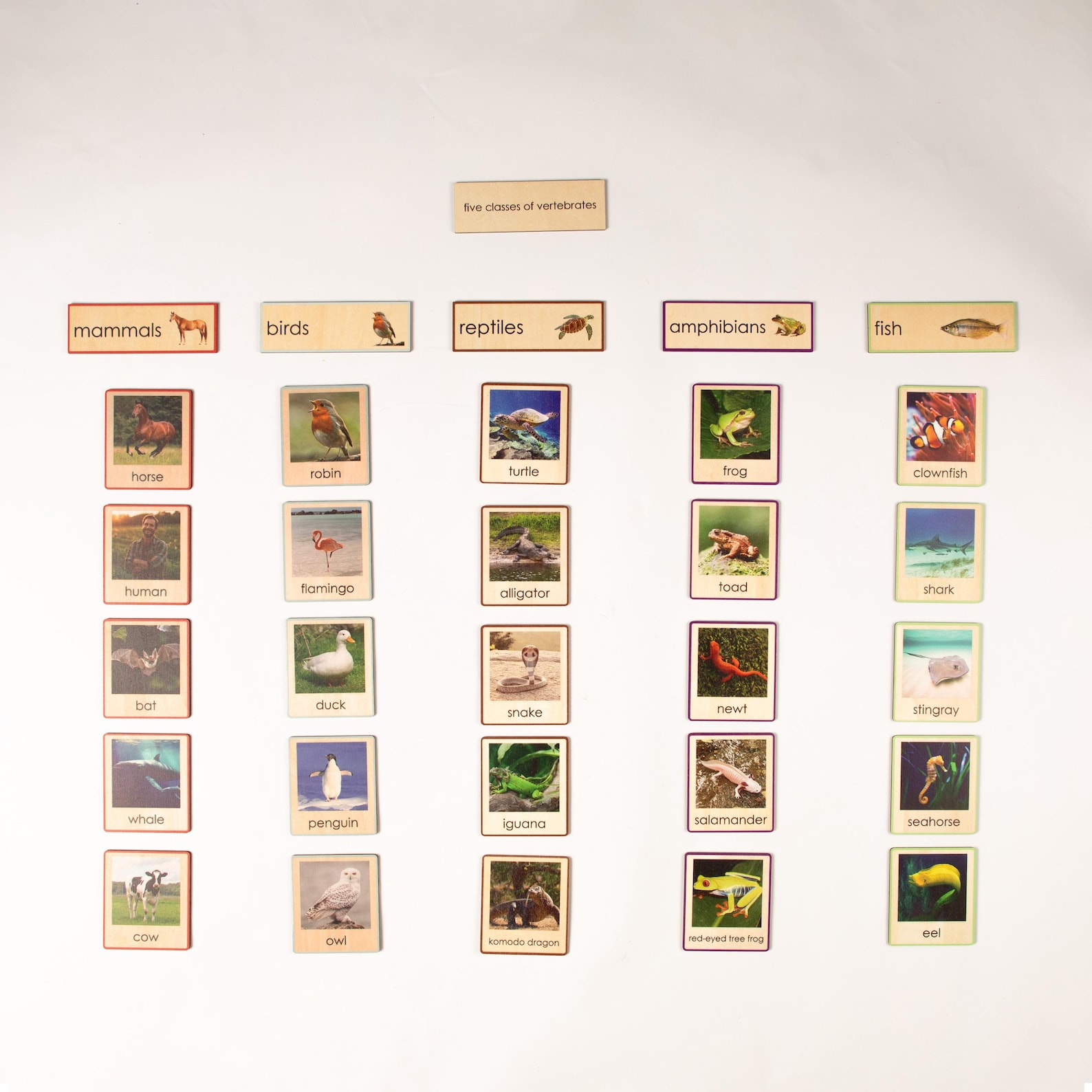 Montessori Five Classes of Vertebrates Classification Set - Zoology ...
