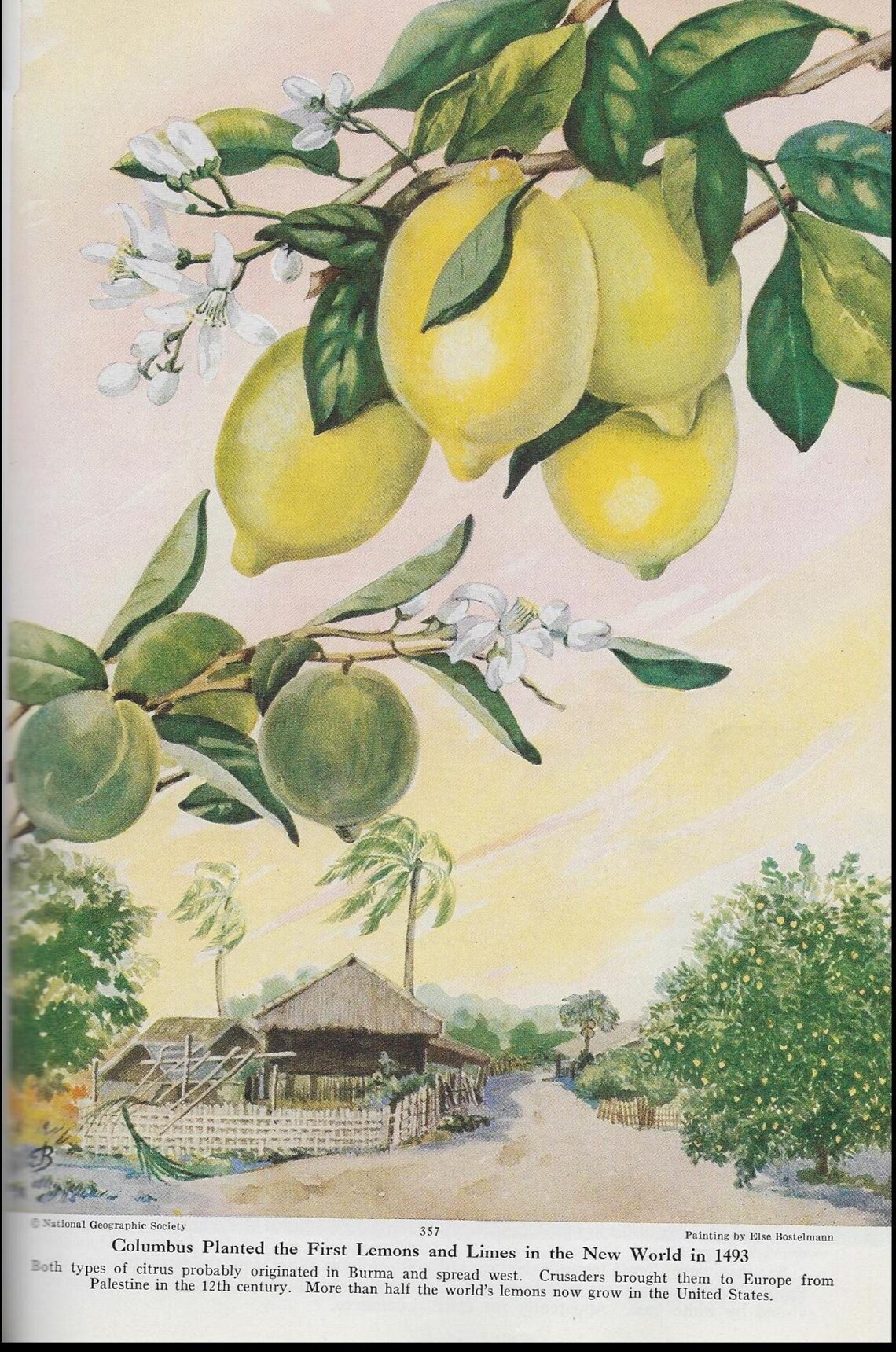 Lemons | 1950s Vintage Magazine Page DIGITAL *PRINTABLE* File ONLY - Etsy