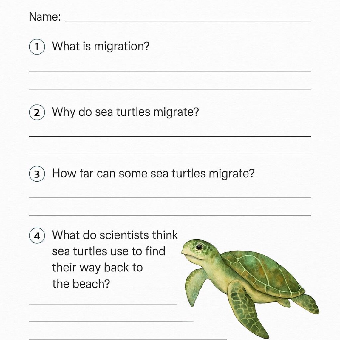 Life Cycle of a Sea Turtle Unit Study (prek-5th) - Etsy