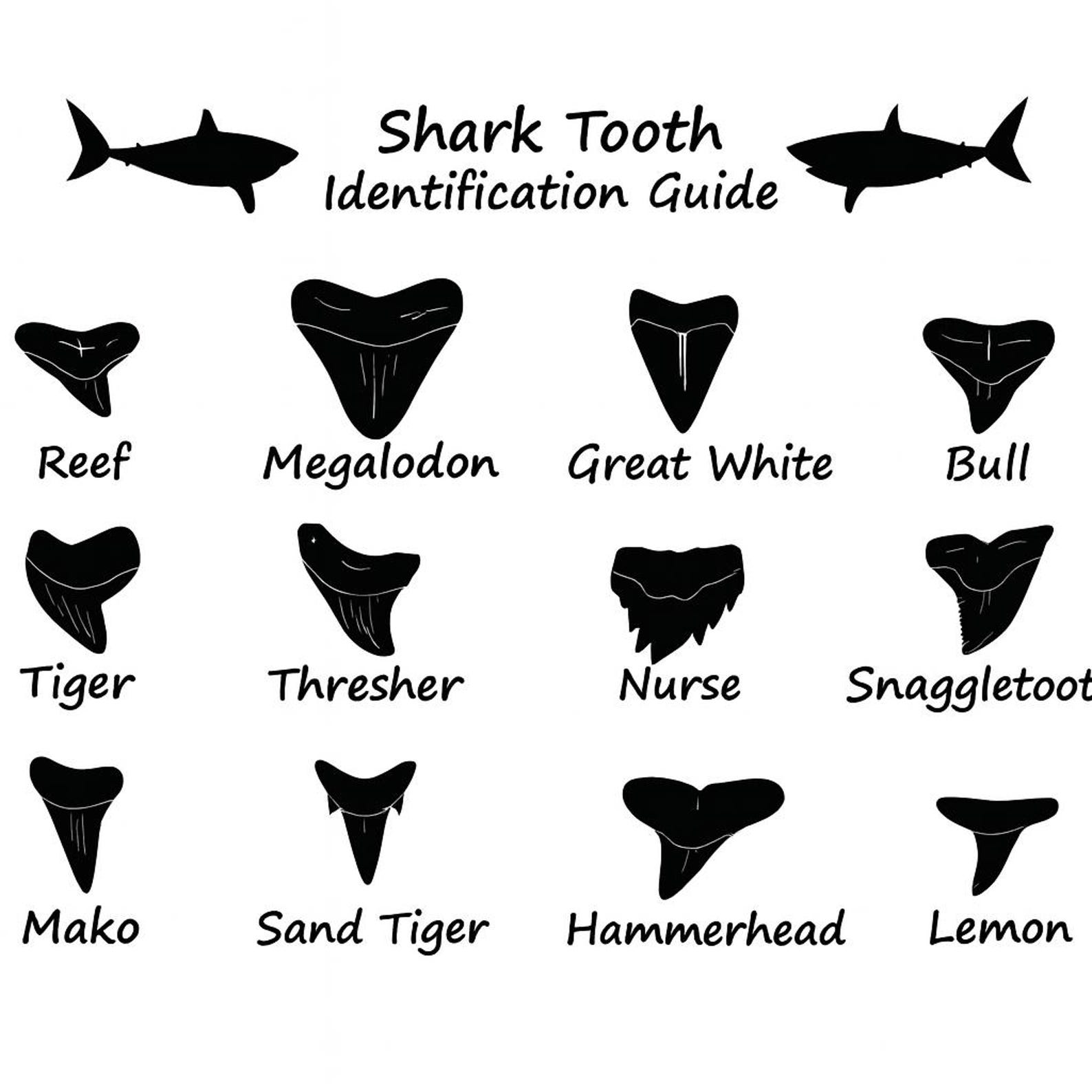 All About Shark Teeth Unit! Identification Chart & Worksheets Digital ...
