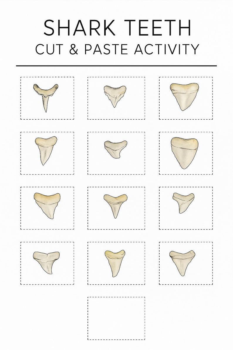 All About Shark Teeth Unit! Identification Chart & Worksheets Digital ...