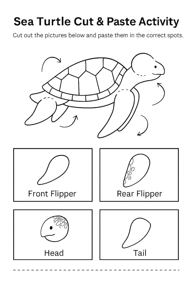 Life Cycle of a Sea Turtle Unit Study (prek-5th) - Etsy