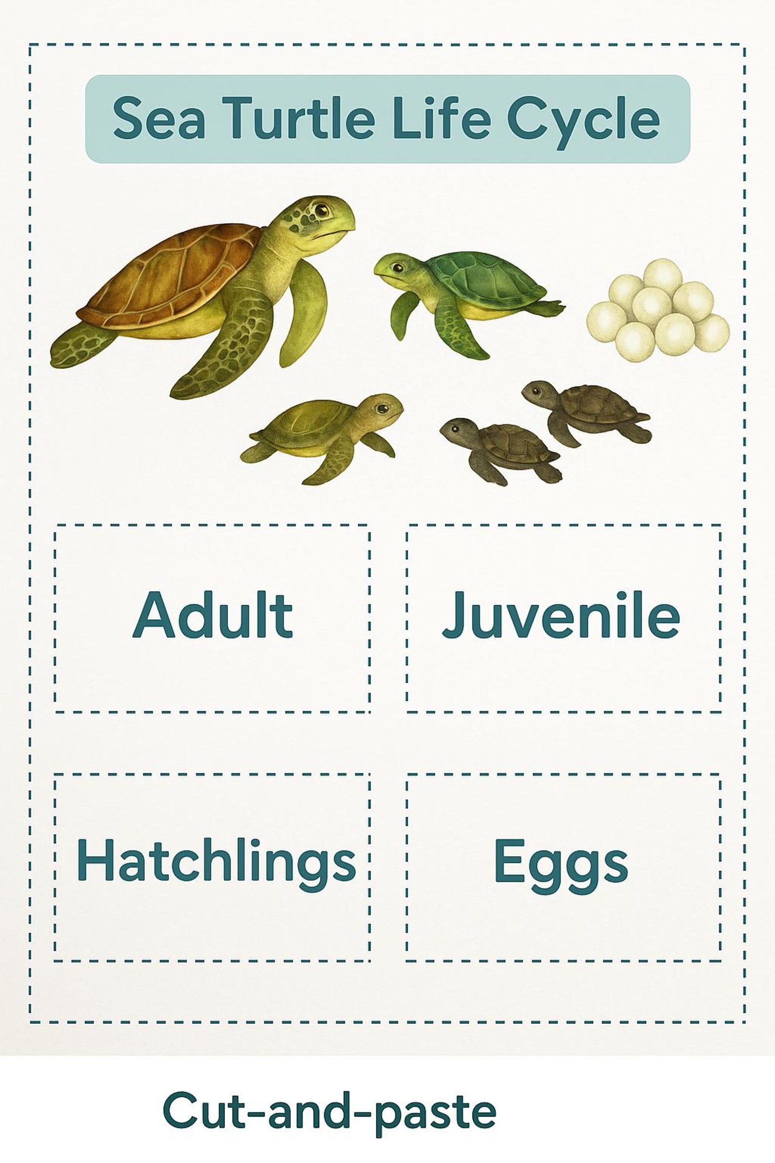 Life Cycle of a Sea Turtle Unit Study (prek-5th) - Etsy Canada