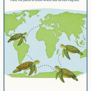 Life Cycle of a Sea Turtle Unit Study (prek-5th) - Etsy