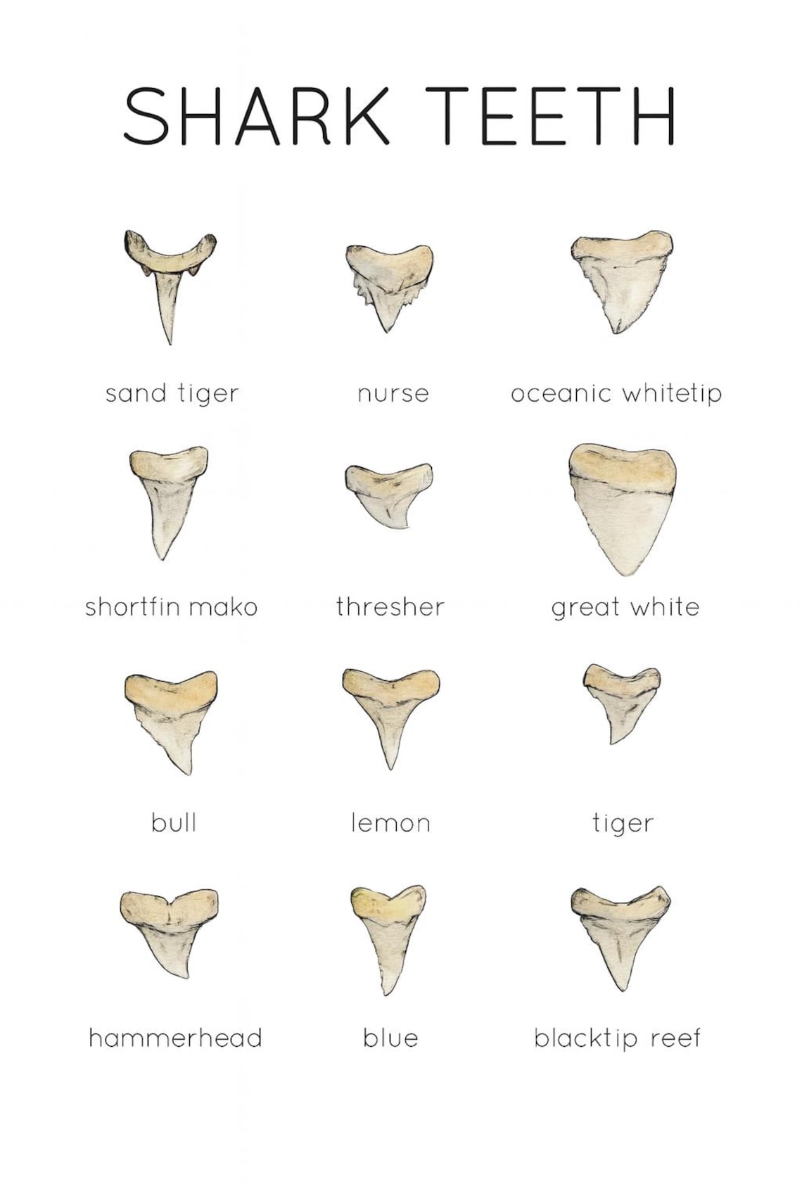All About Shark Teeth Unit! Identification Chart & Worksheets Digital ...