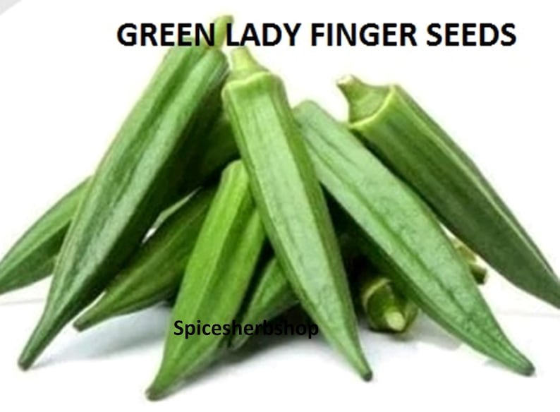 Green Lady Finger Seeds (okra) | Organic Heirloom Vegetable Seeds - Etsy