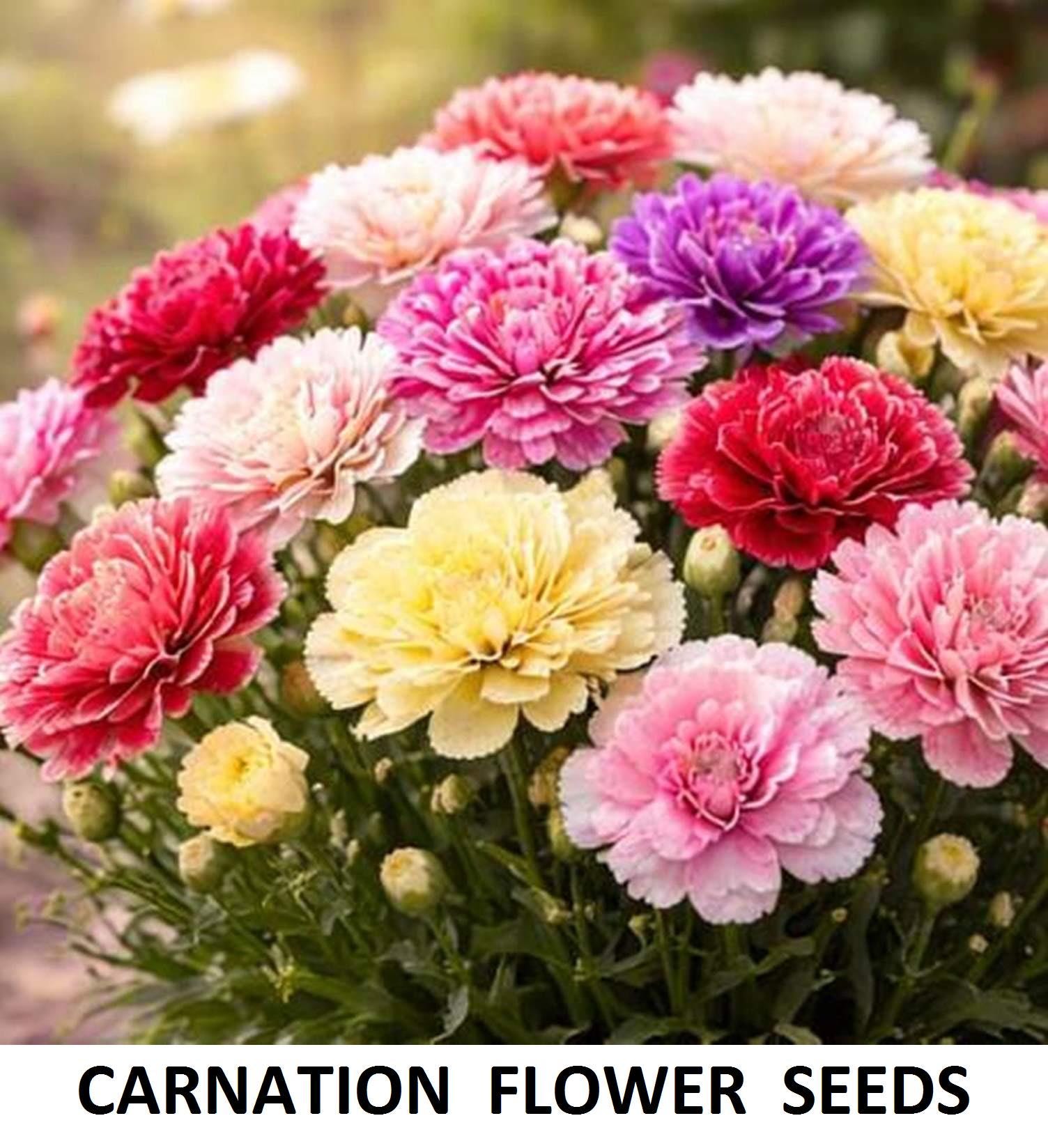 250+ Seeds Mix Carnation Flower Seed – Mixed Colors Dianthus Seeds for ...