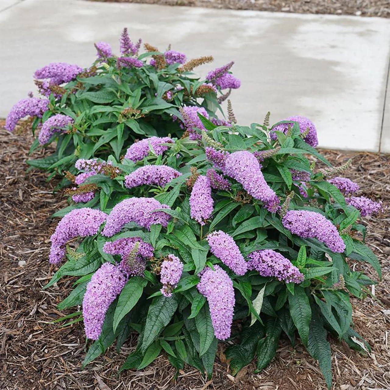 Dwarf Butterfly Bush