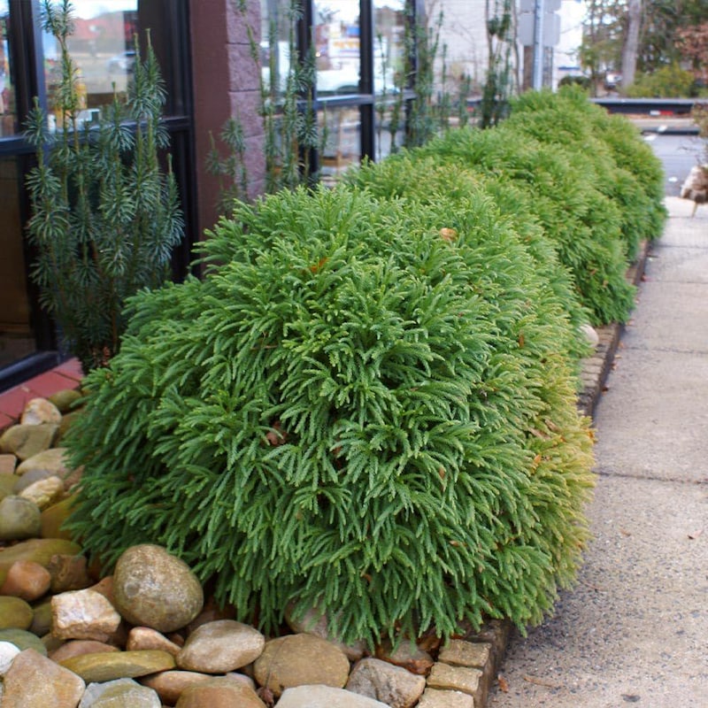 Dwarf Japanese Cedar - Etsy