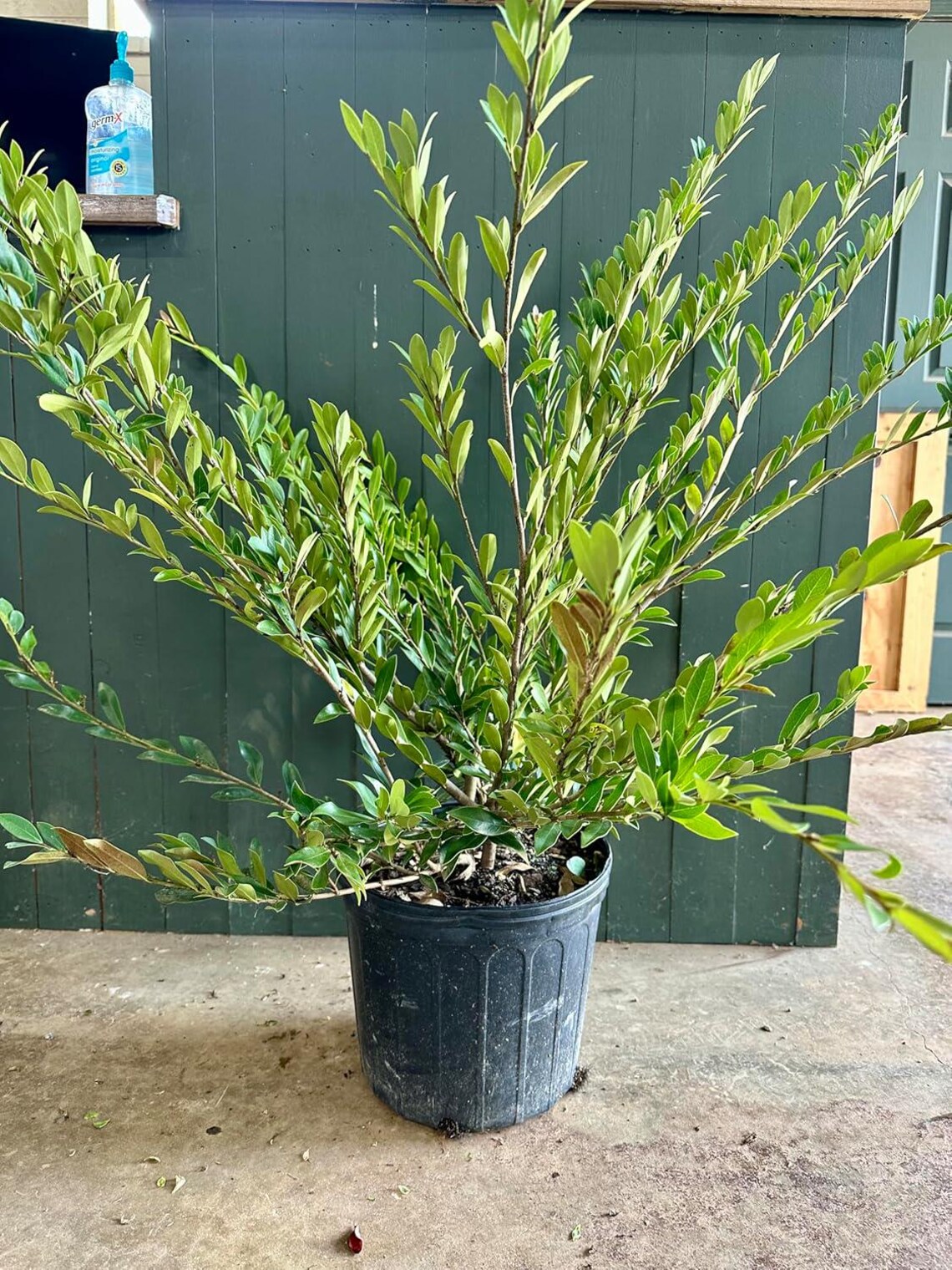 Coppertone Distylium - 3 Gallon (2 Pack) - Etsy