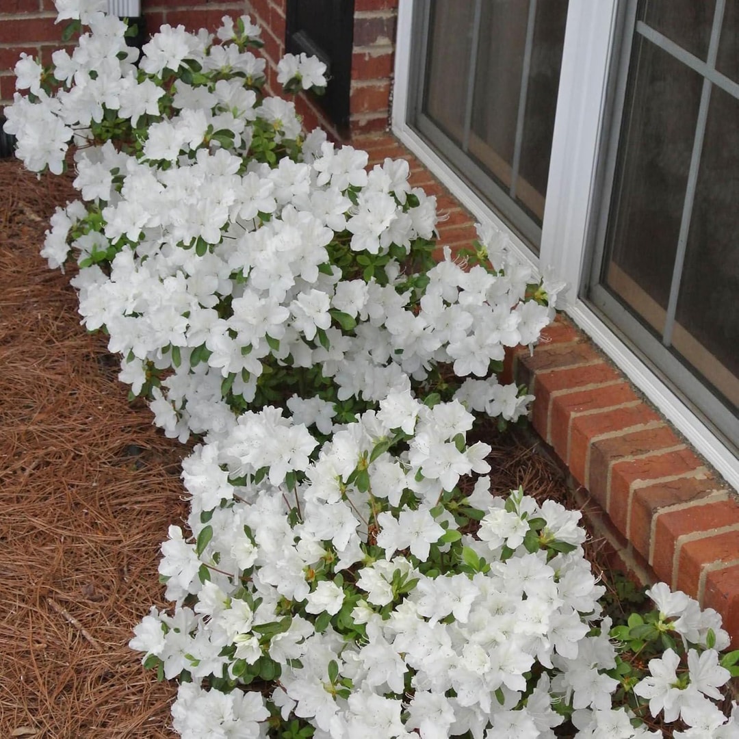 Autumn Angel Azalea Shrub - 3 Gallon (2 Pack) - Etsy