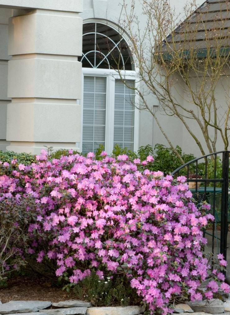 Black Hat Rhododendron - 3 Gallon (2 Pack) - Etsy