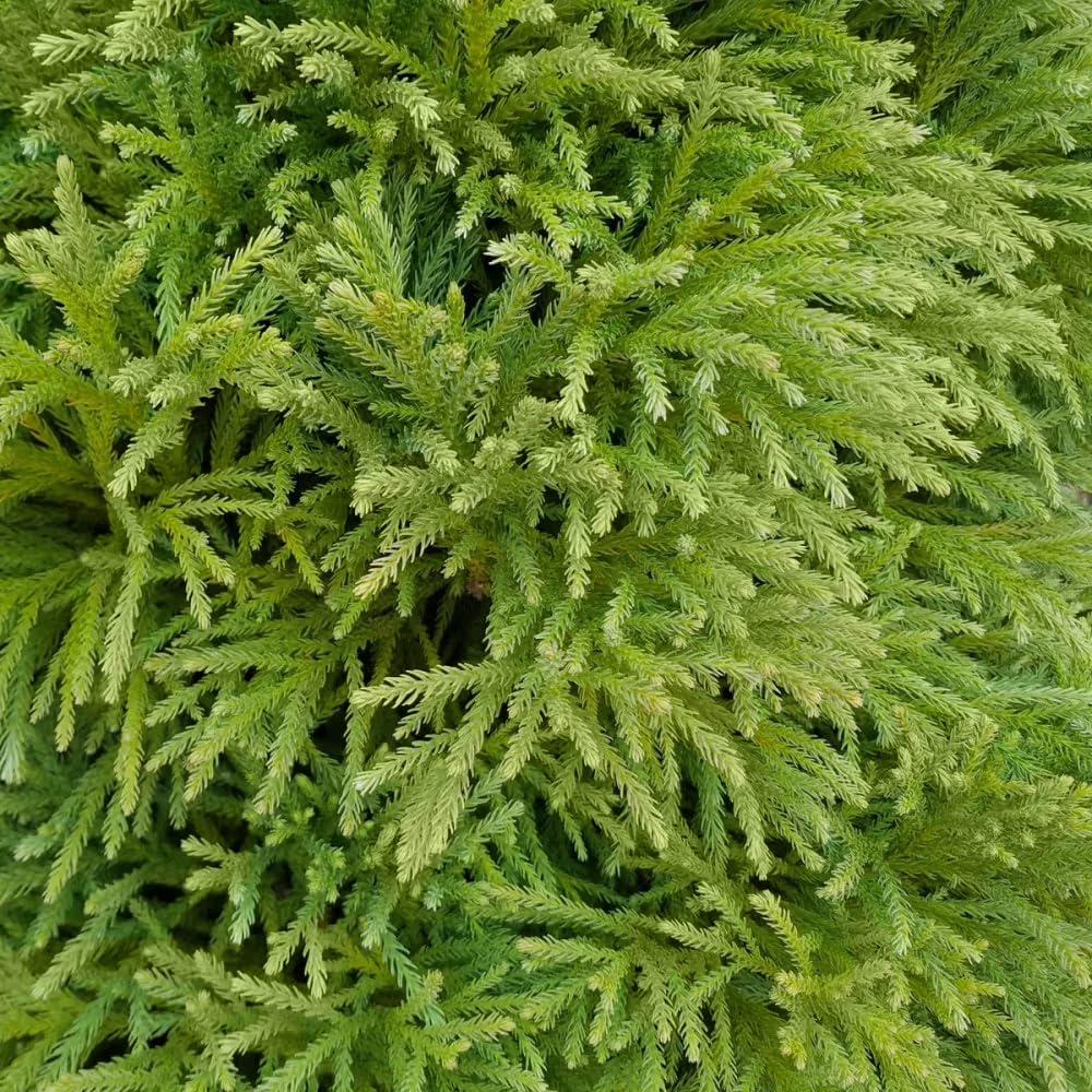 Dwarf Japanese Cedar - 3 Gallon (2 Pack) - Etsy