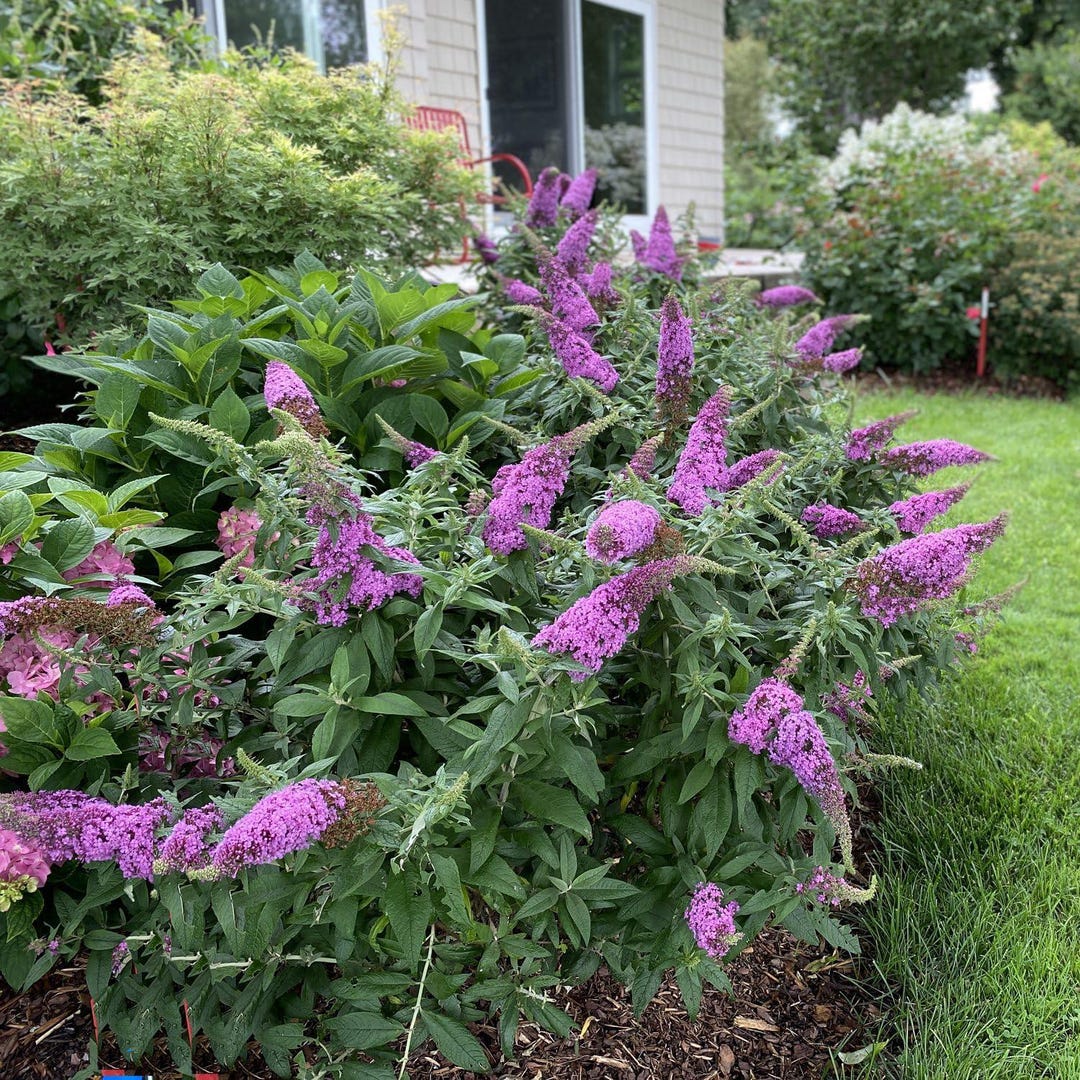 Pugster Pinker Butterfly Bush - 3 Gallon (2 Pack) - Etsy