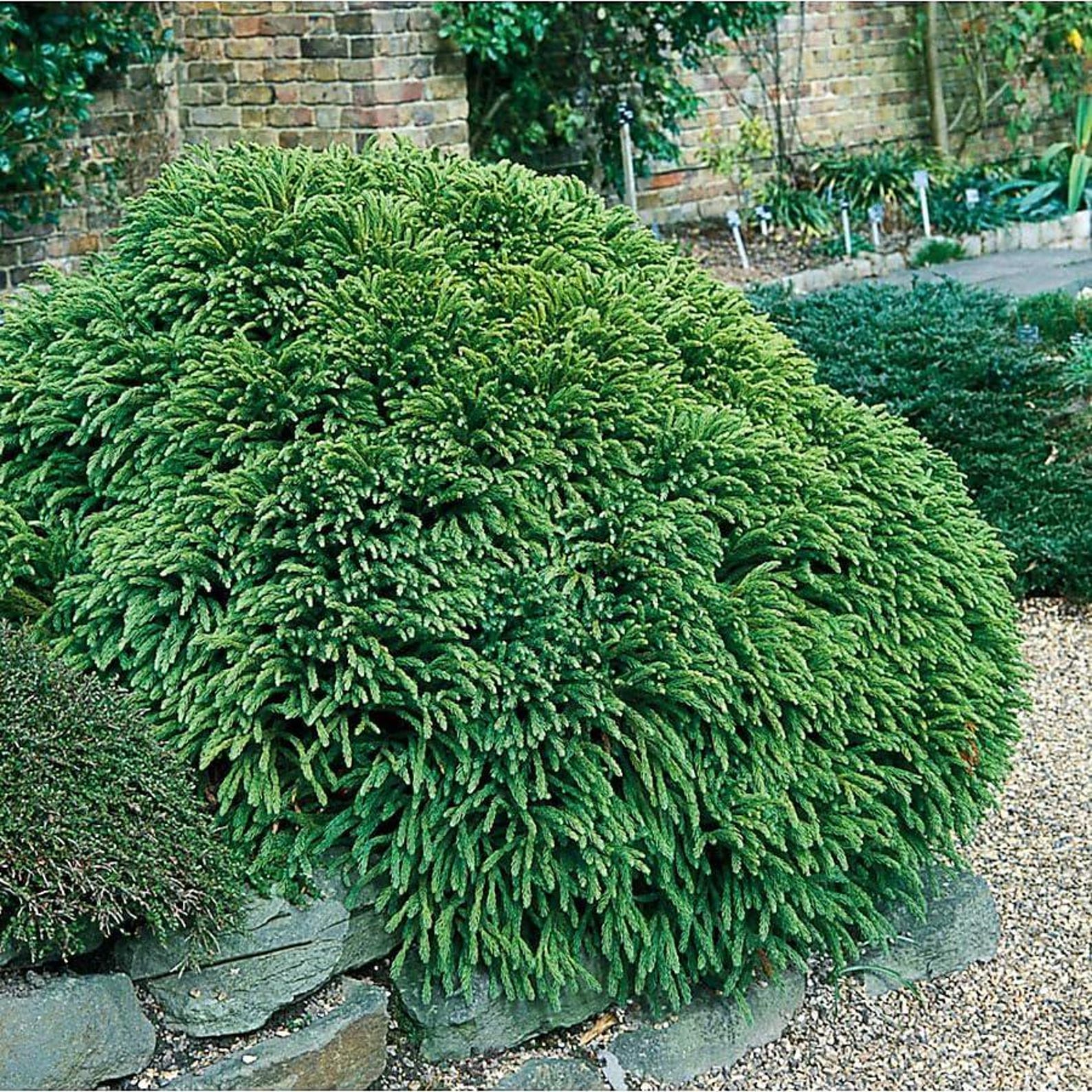 Dwarf Japanese Cedar - 3 Gallon (2 Pack) - Etsy